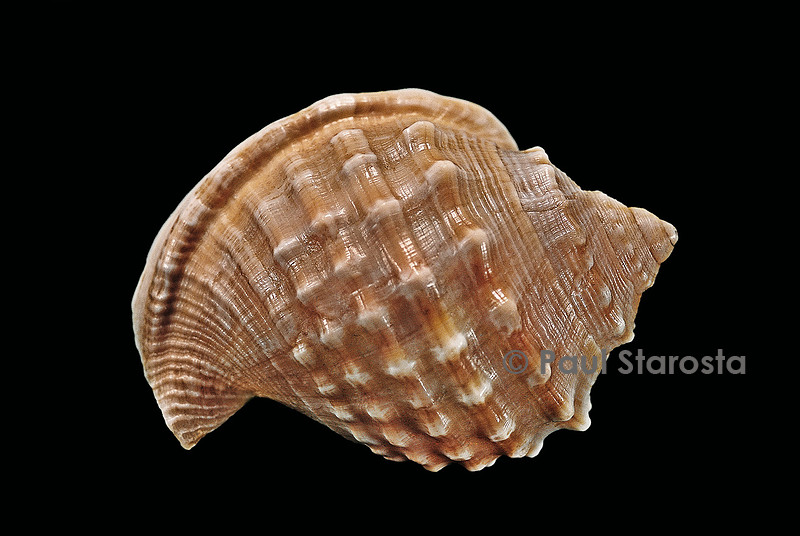 Paul Starosta photographe naturaliste | Gastéropodes marins | Galeodea ...